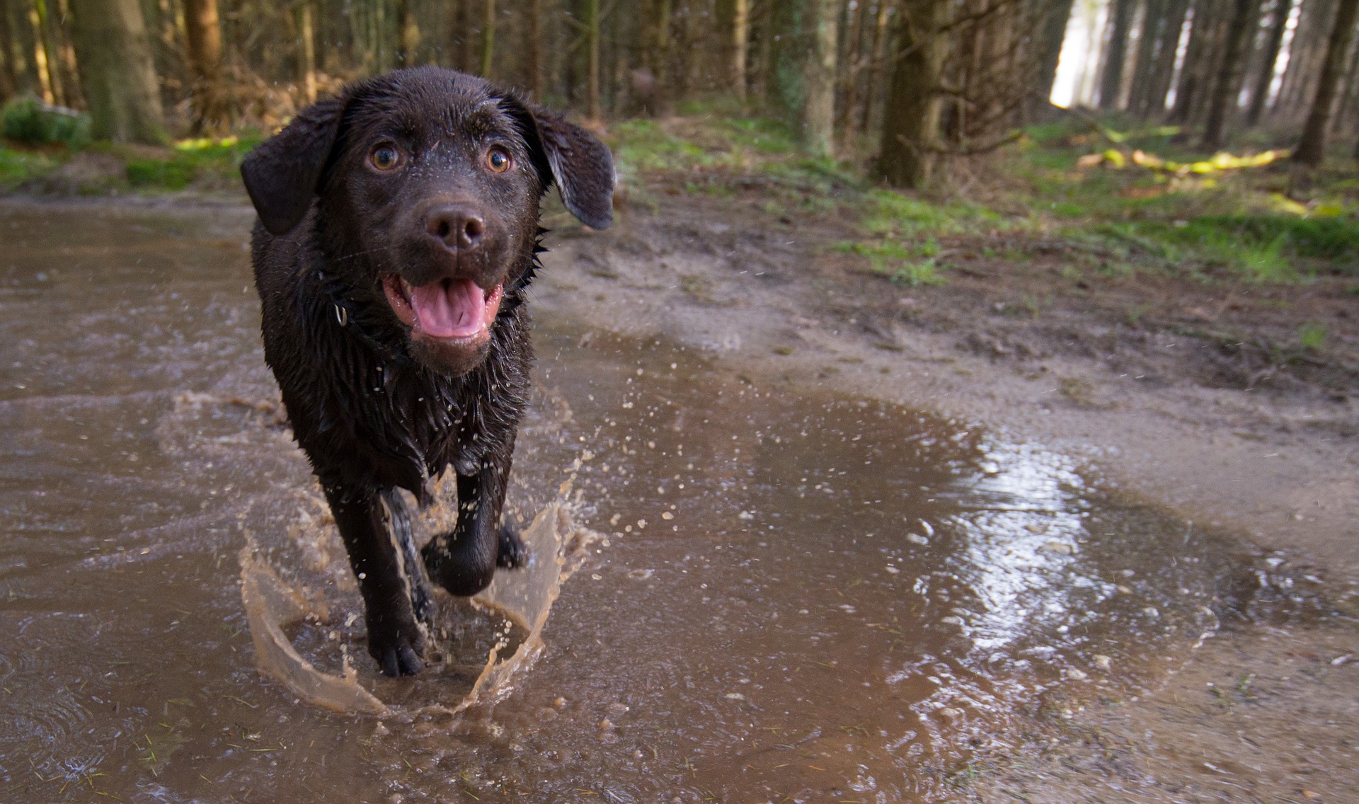 14 consejos útiles para que tu PERRO no pase CALOR este verano ...